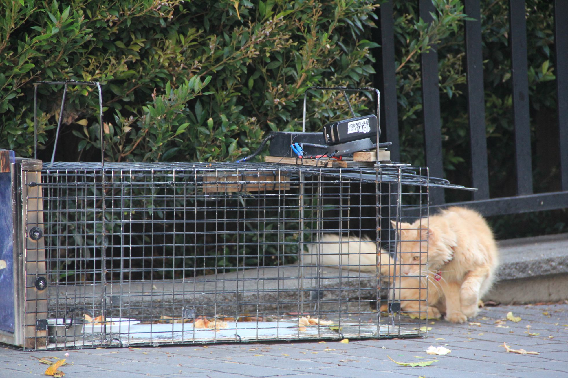 "Humans are the real predators": Australia's killer cat problem