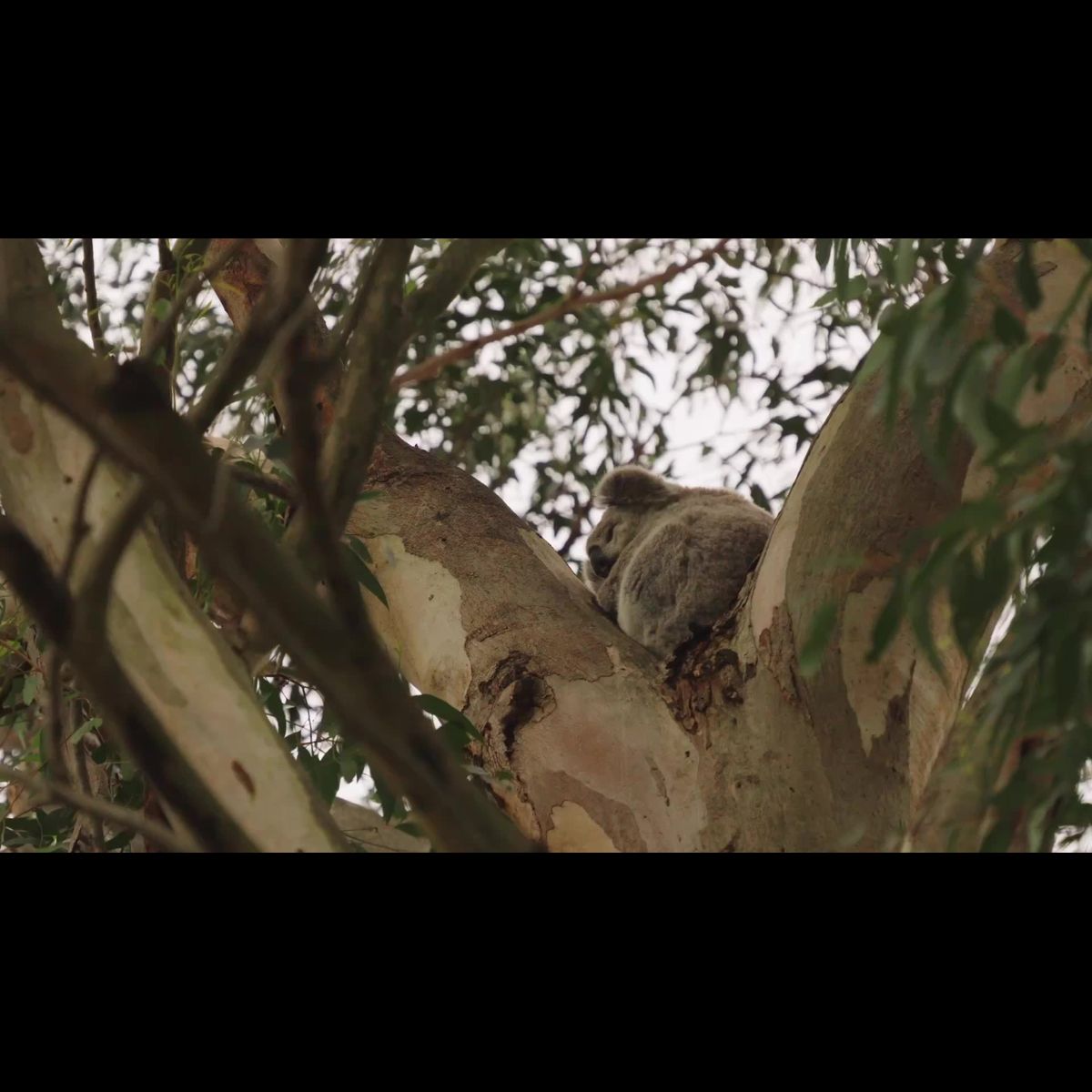 Sydney koalas under threat