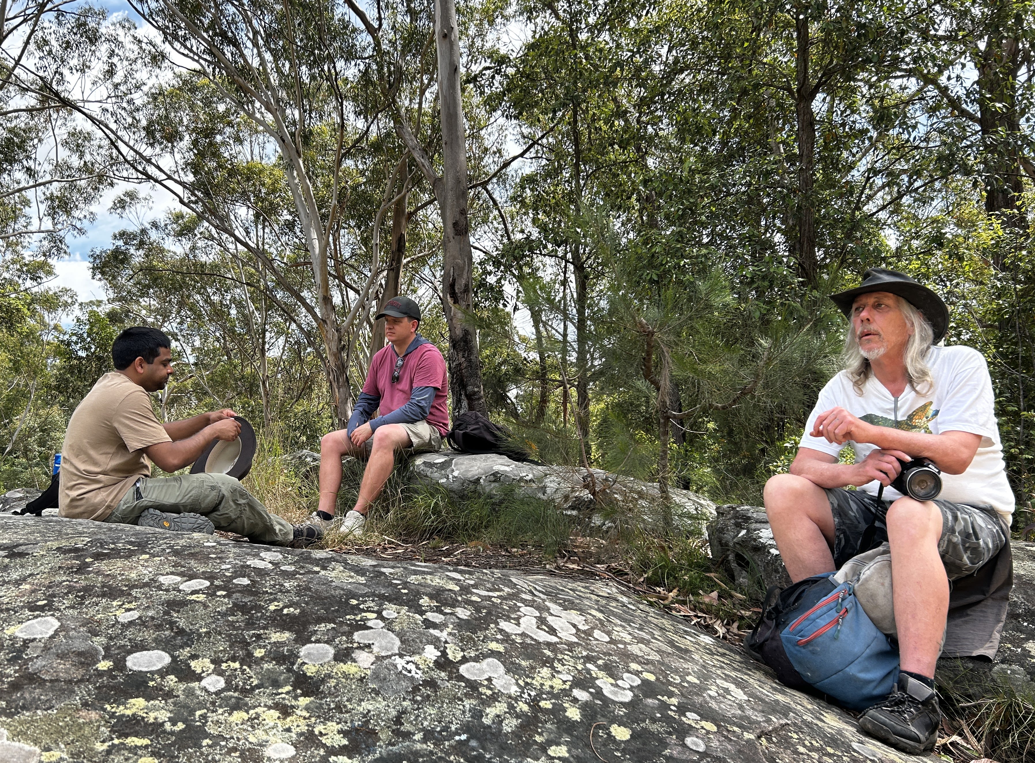 Sydney koalas under threat
